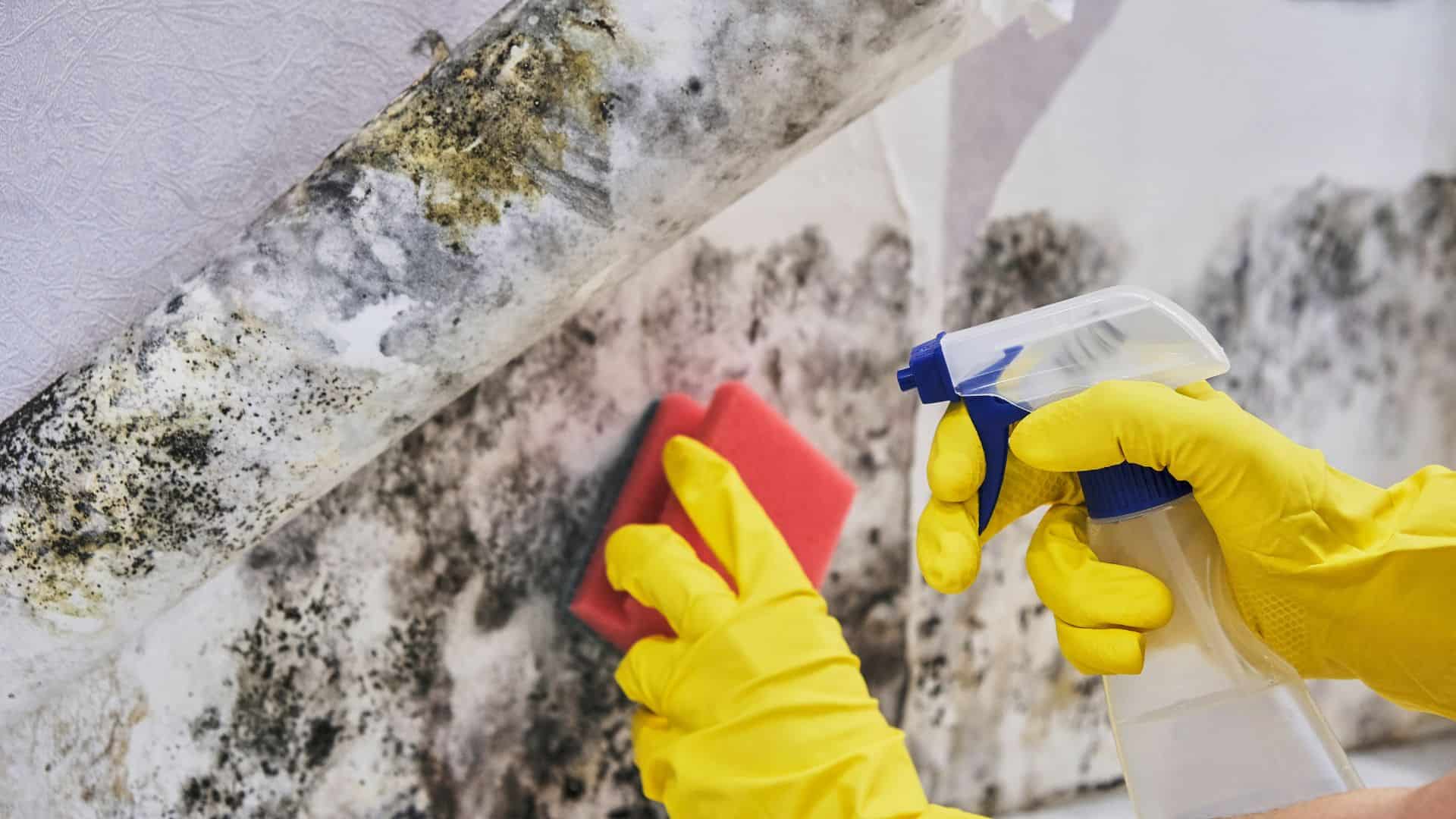 Safe & Effective Mold Removal in Gwinnett County | Southern